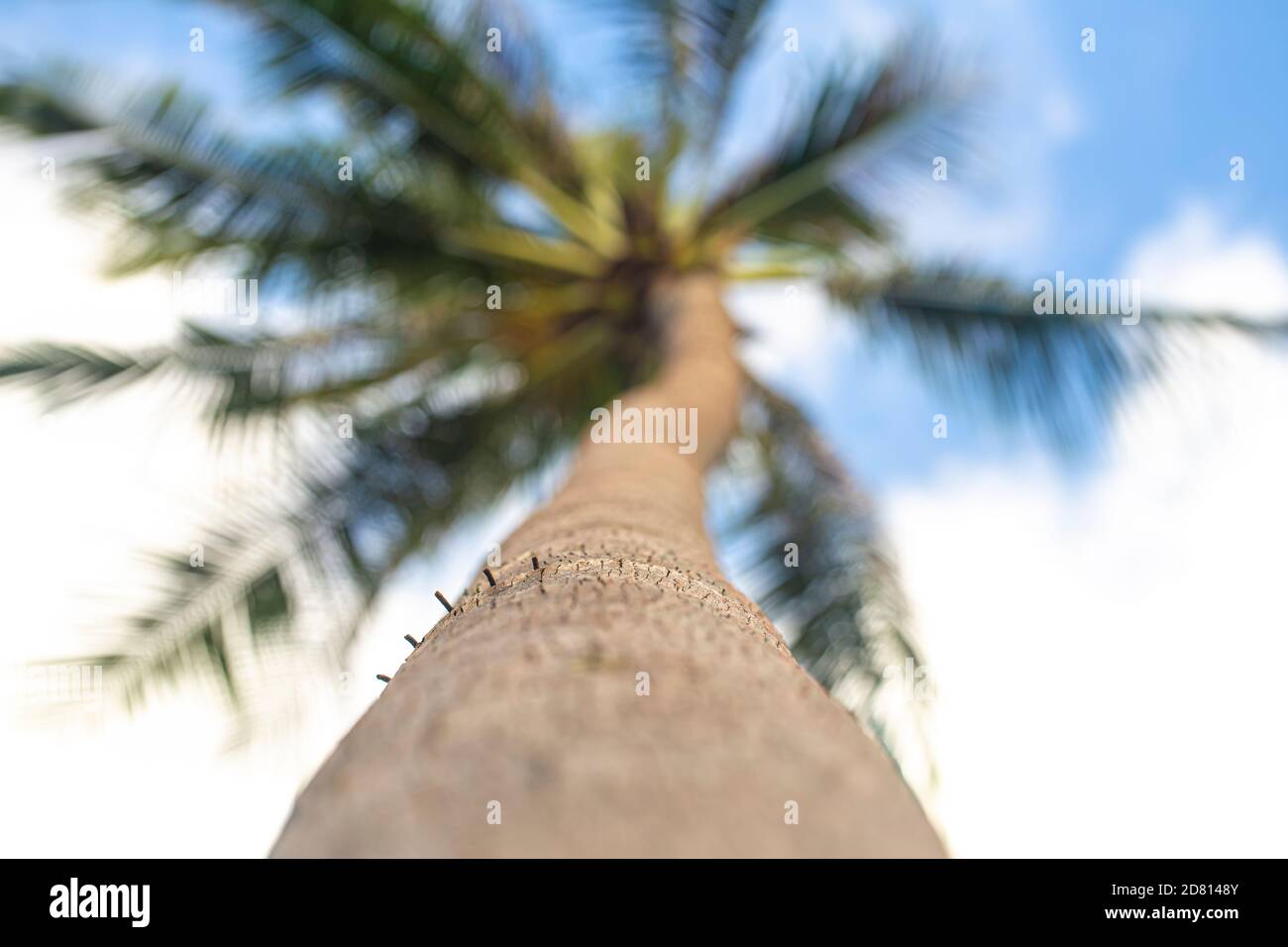 Beautiful view of a tall tropical palm tree from below. Background with ...