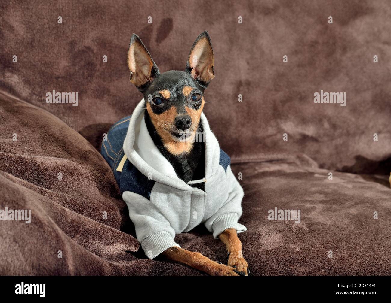 Mini Pincher High Resolution Stock Photography and Images - Alamy