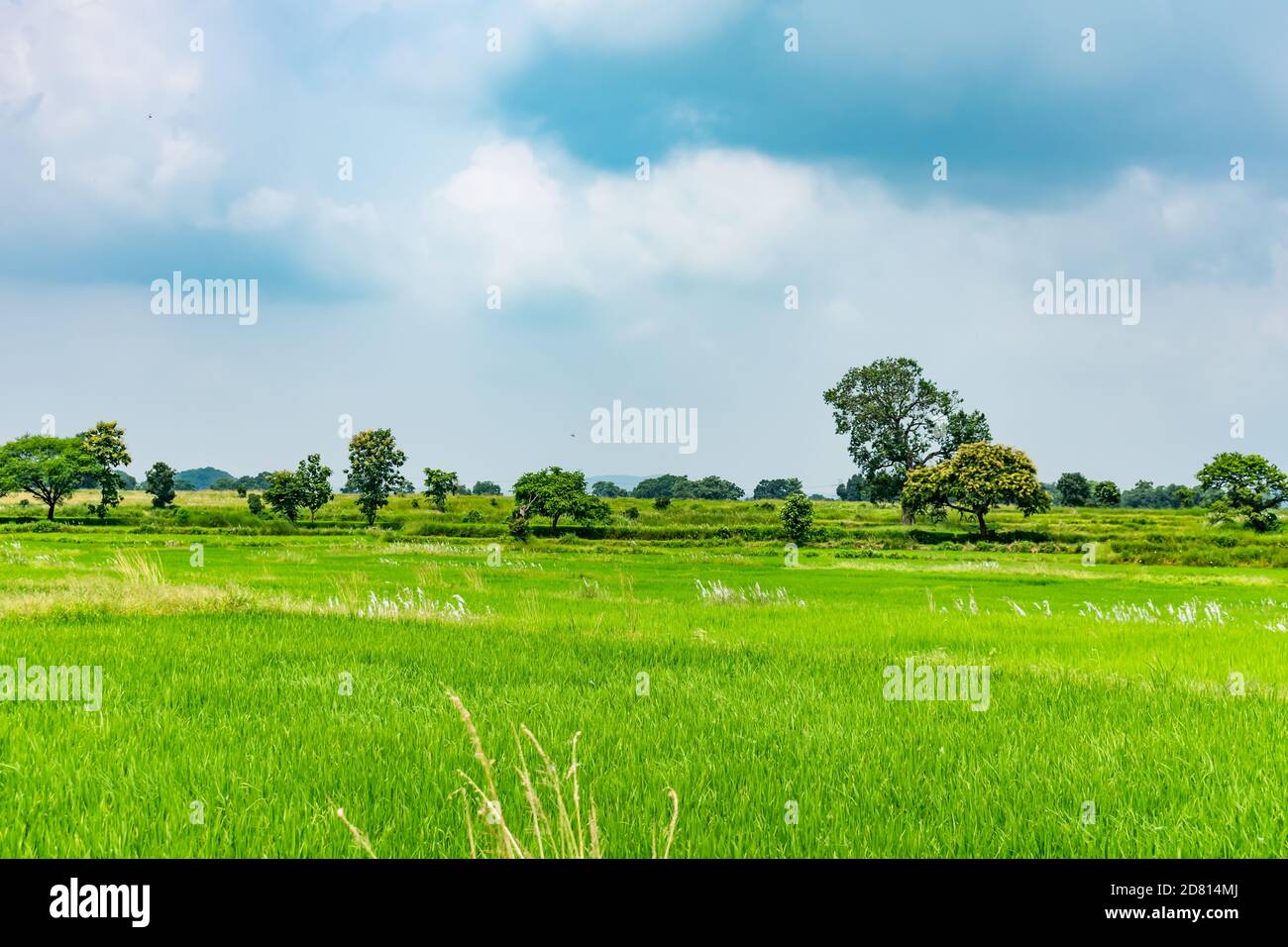 village greenery paddy farming looking awesome in winter season ...