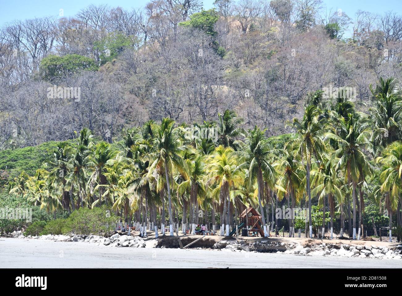 beach with palm trees, photo as a background , taken in Samara, Nicoya ...