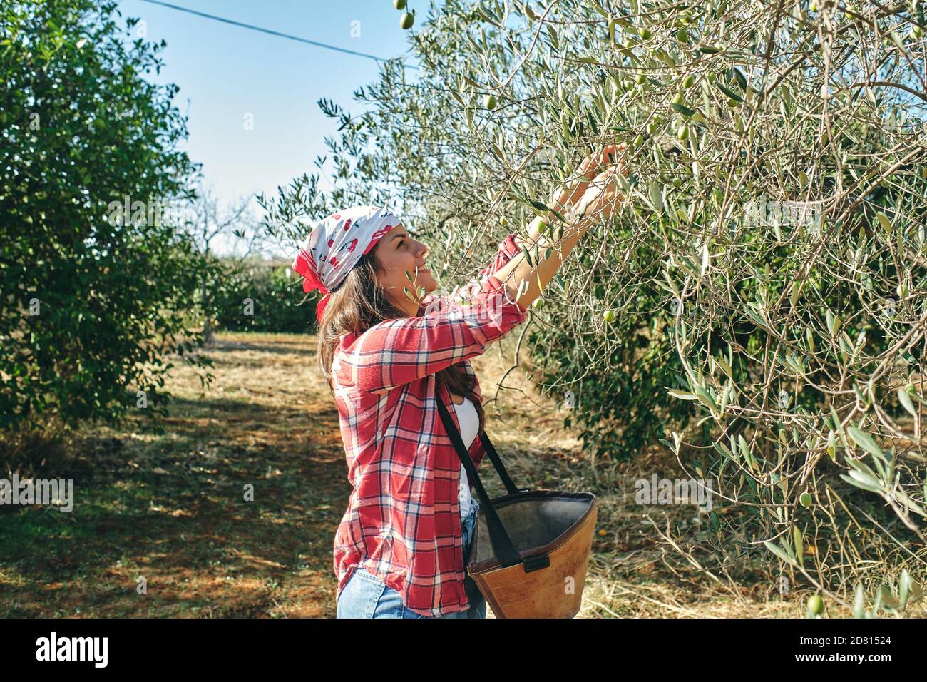 farmer works picking olives from the olive tree Stock Photo - Alamy
