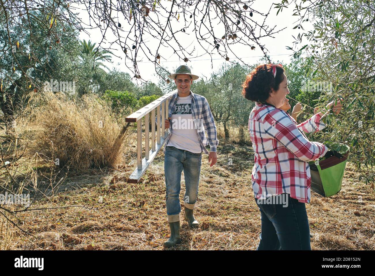 farmer takes the stairs to climb the olive trees Stock Photo - Alamy