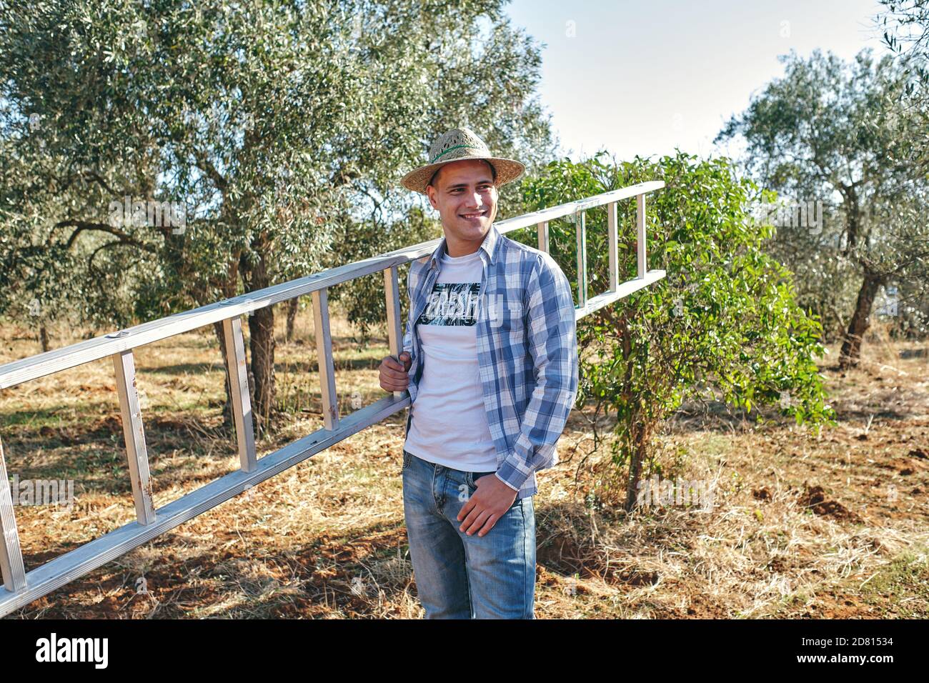 farmer carries the ladder to climb the olive trees Stock Photo - Alamy