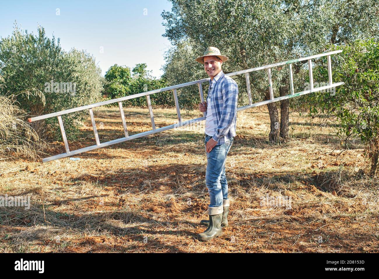 farmer takes the stairs to climb the olive trees Stock Photo - Alamy