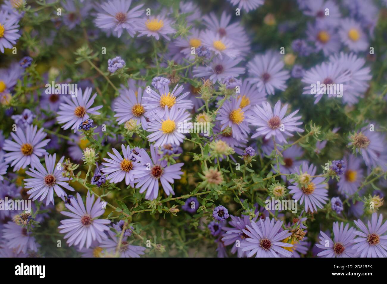 Purple flowers with vintage lens effect Stock Photo - Alamy