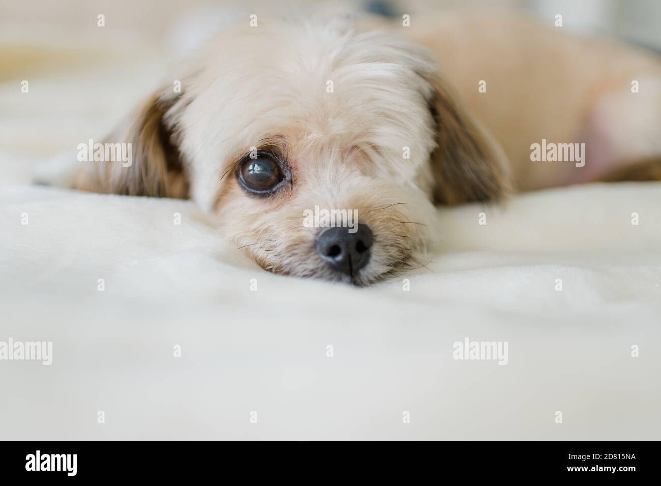 Dog with one eye laying down and looking at camera Stock Photo - Alamy
