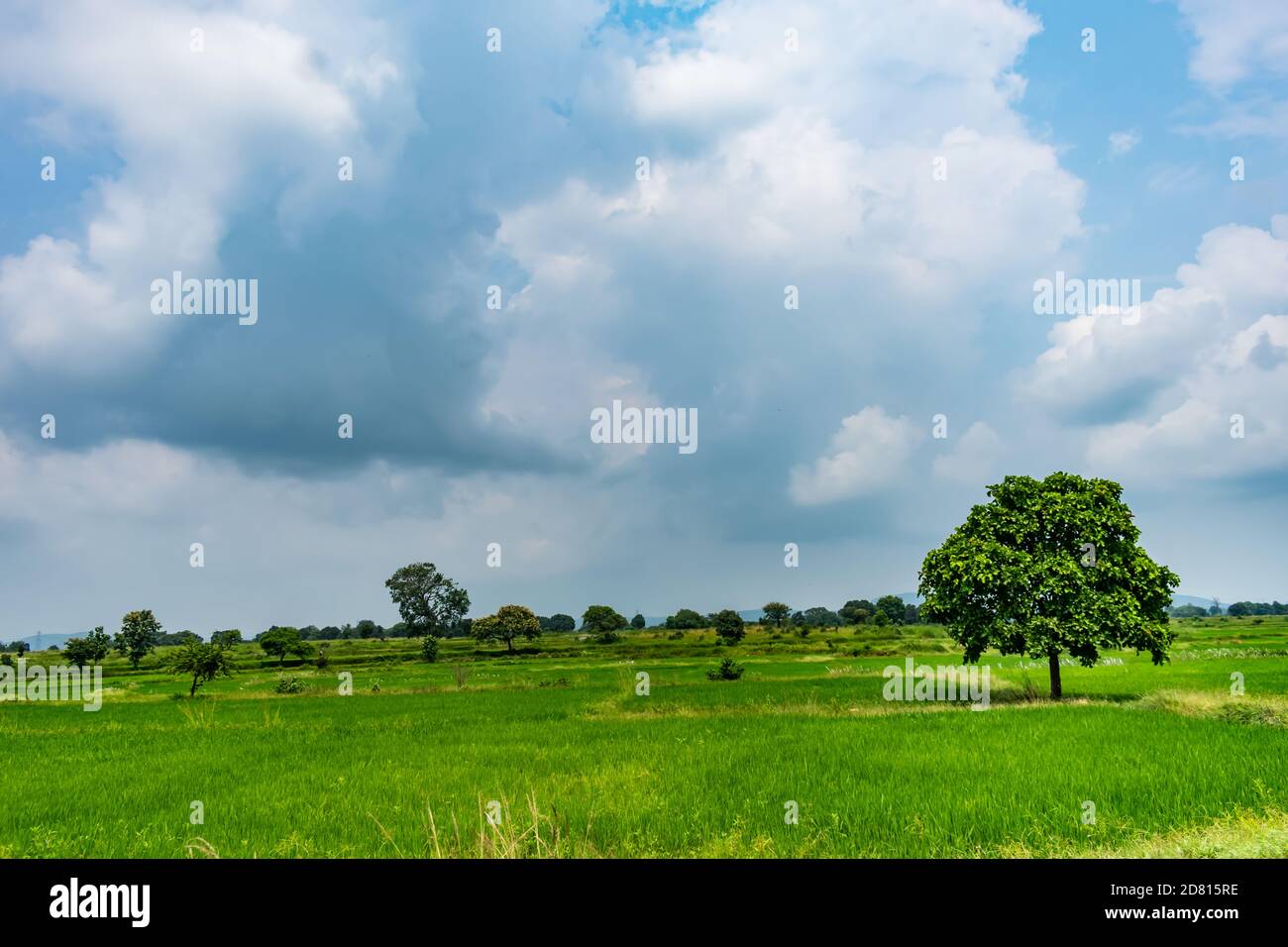 village greenery paddy farming looking awesome in winter season ...