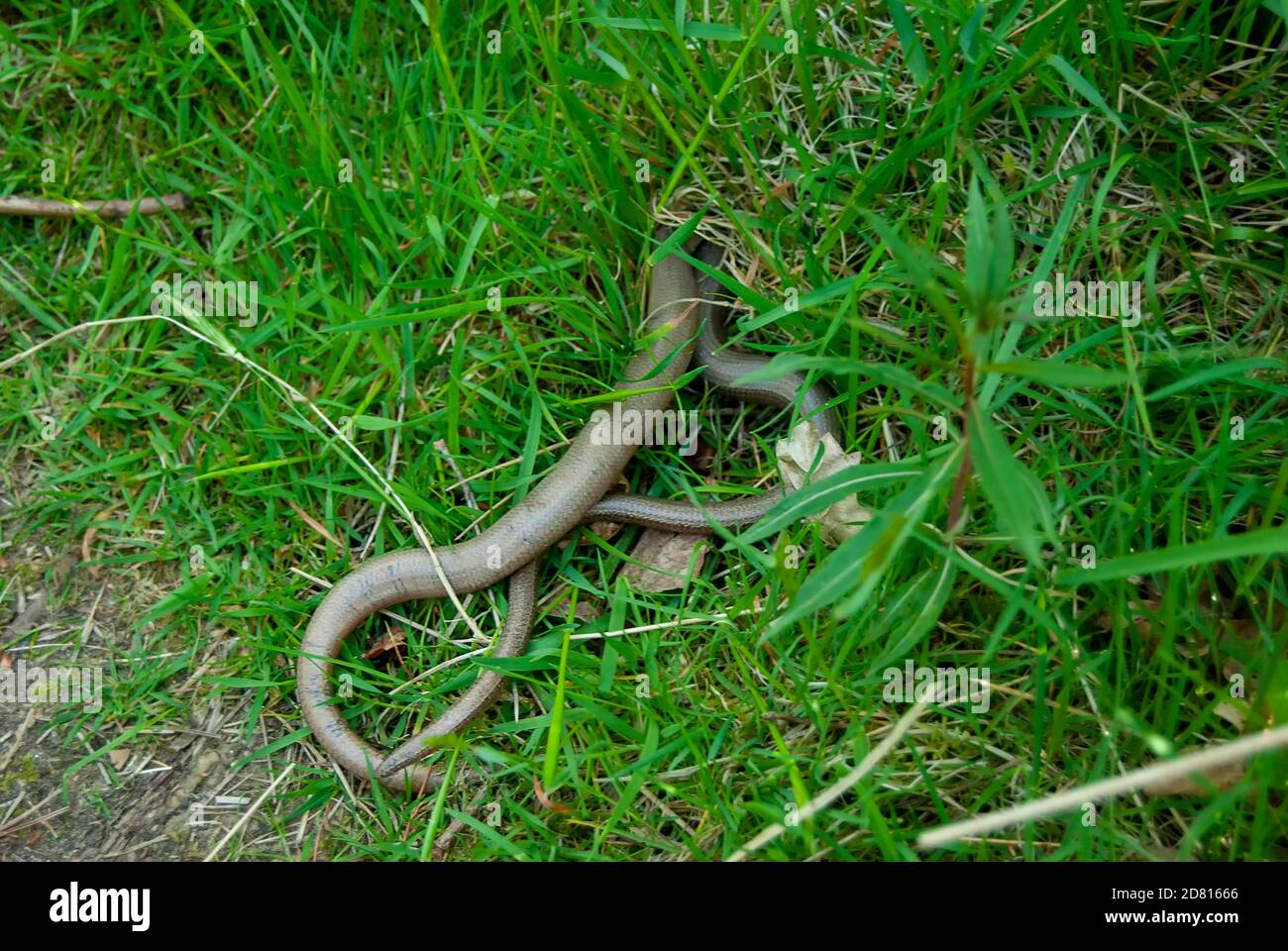 Slow worms (Anguis fragilis) partly hidden in long grass Stock Photo ...