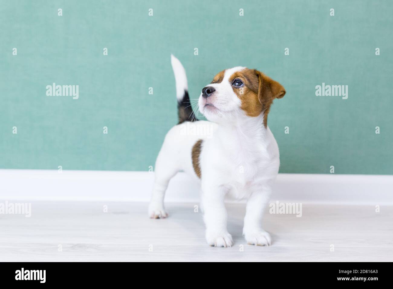 Jack Russell Puppies Brown