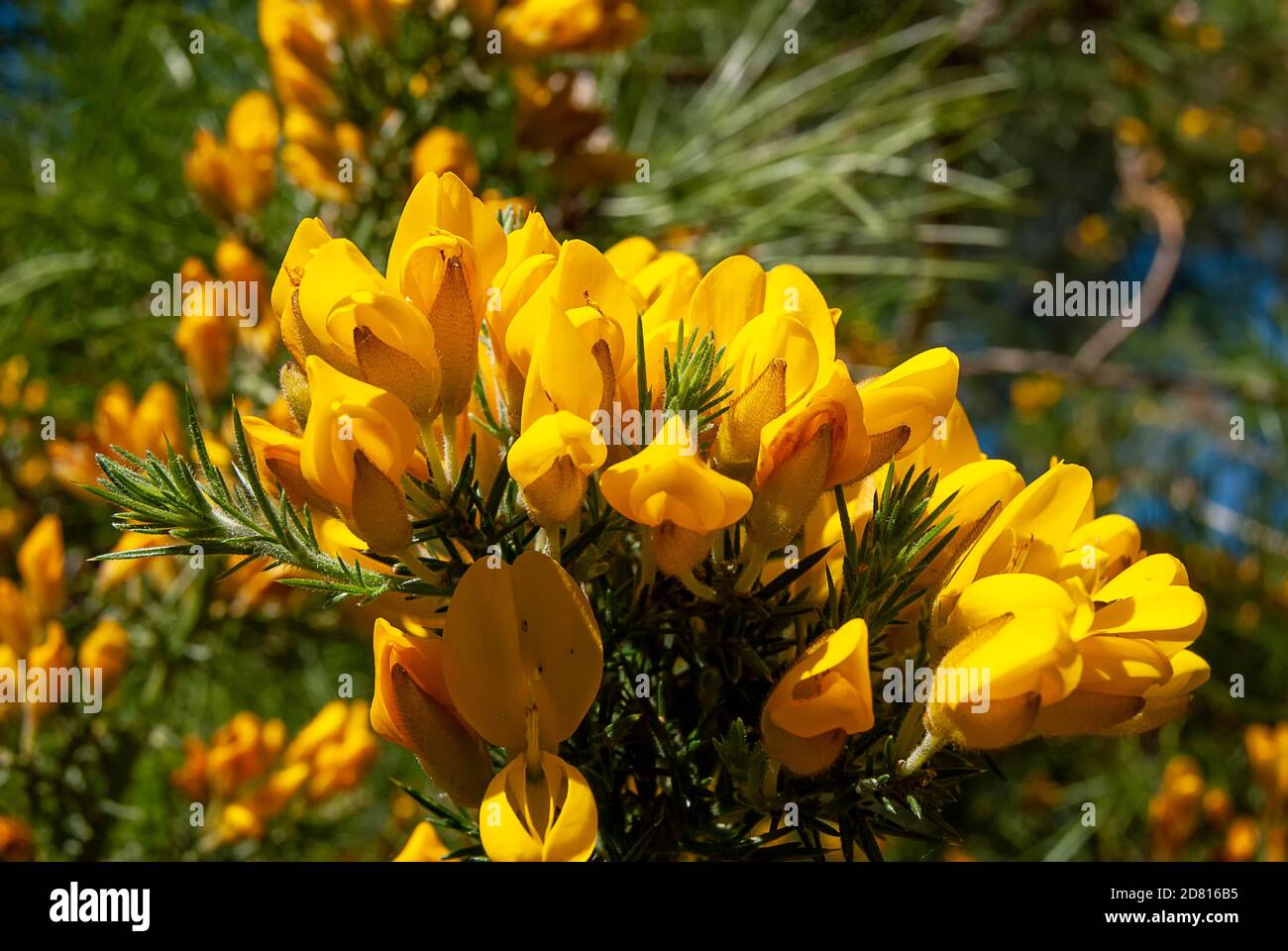 The landscape of Dunwich Heath near the Suffolk coast Stock Photo - Alamy