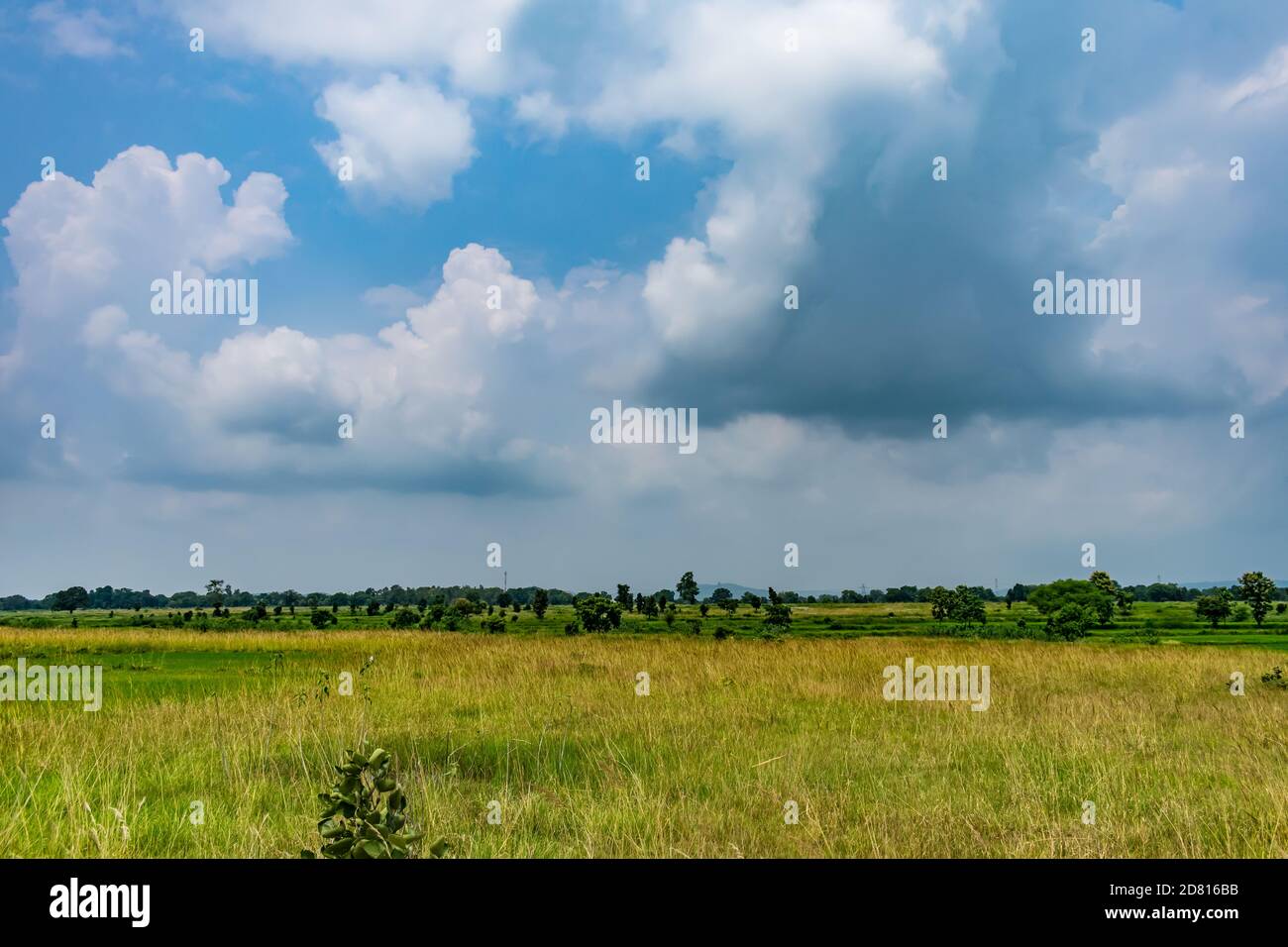 village greenery paddy farming looking awesome in winter season ...