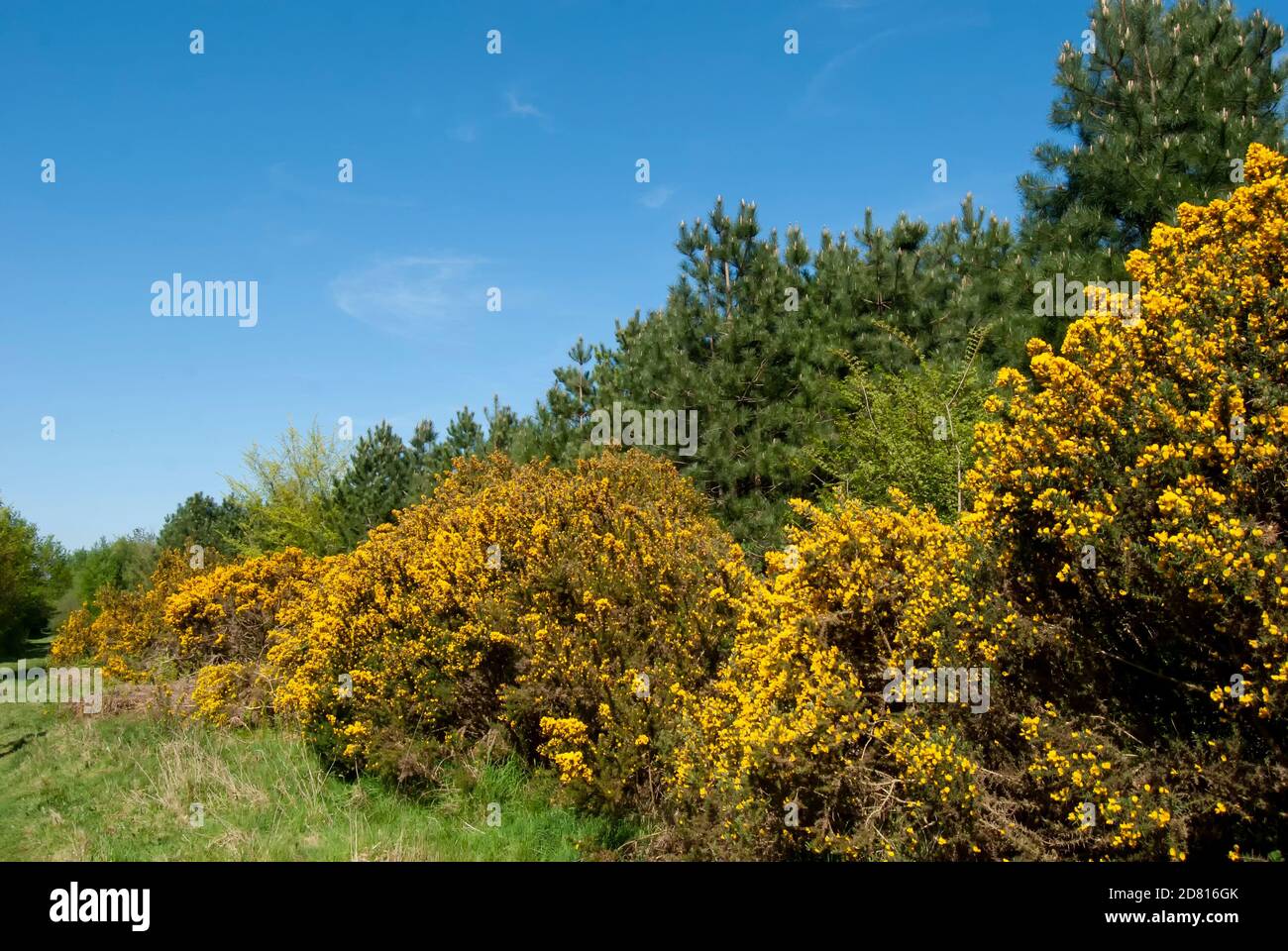 The landscape of Dunwich Heath near the Suffolk coast Stock Photo - Alamy