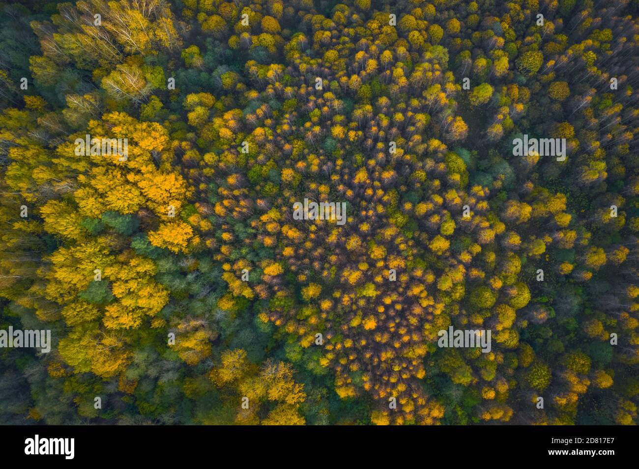 Aerial view of colored forest in autumn. Beautiful autumn forest with ...