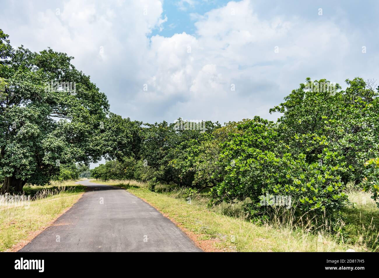 rural village road with cashew trees plantation in both side.rural ...
