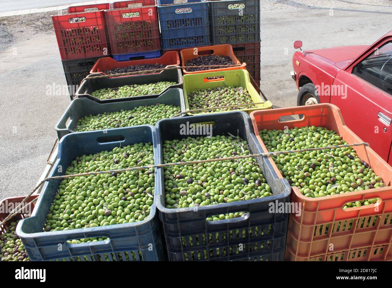 Olives harvested into plastic containers in the outskirts of Athens in ...