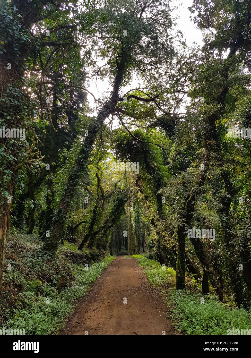 Magical trees hi-res stock photography and images - Alamy