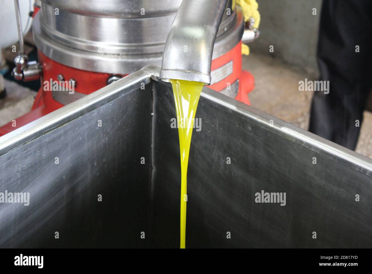 Extra virgin olive oil extraction process in olive oil mill in the ...