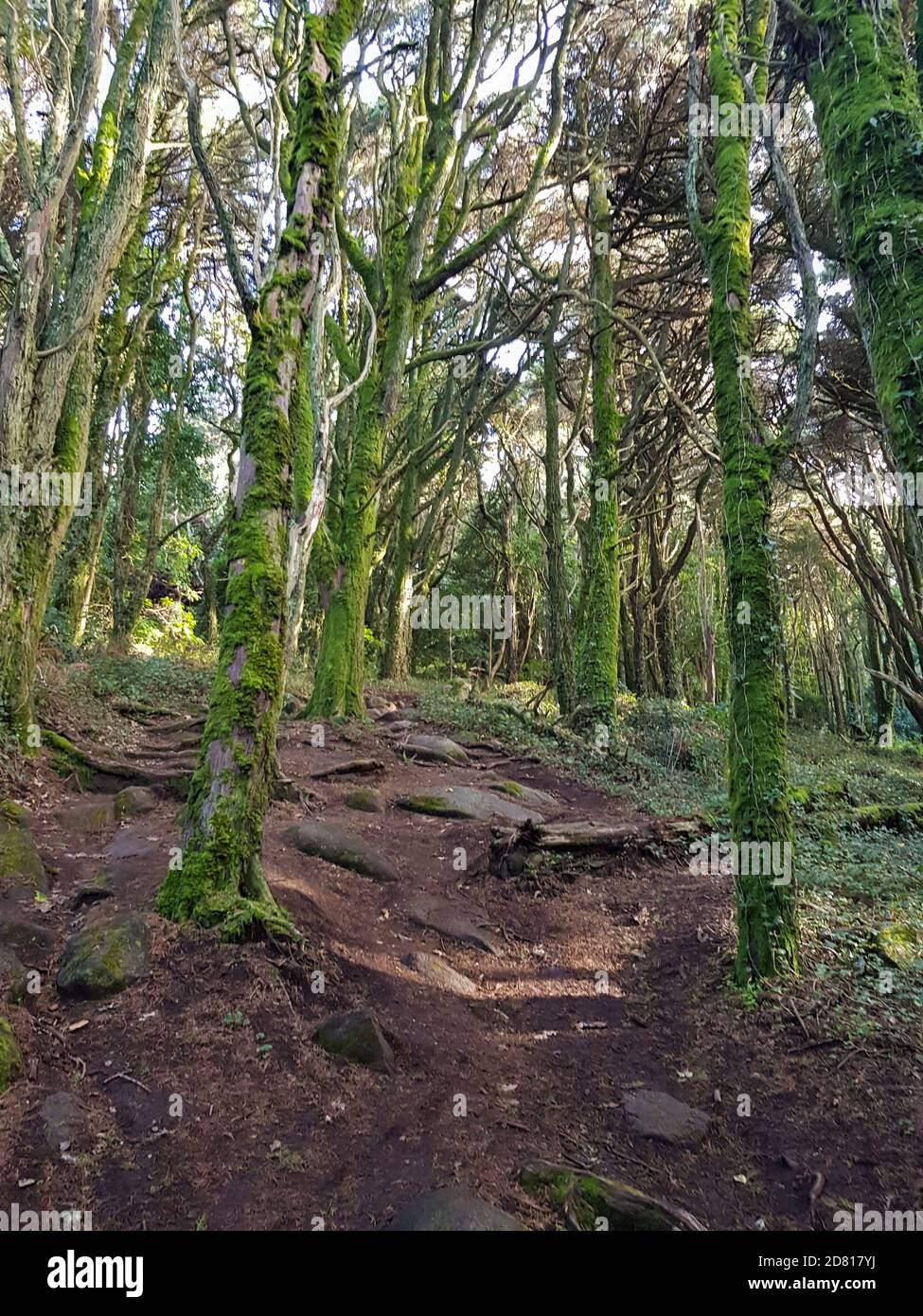 Pathway in magical forest with trees covered with moss Stock Photo - Alamy