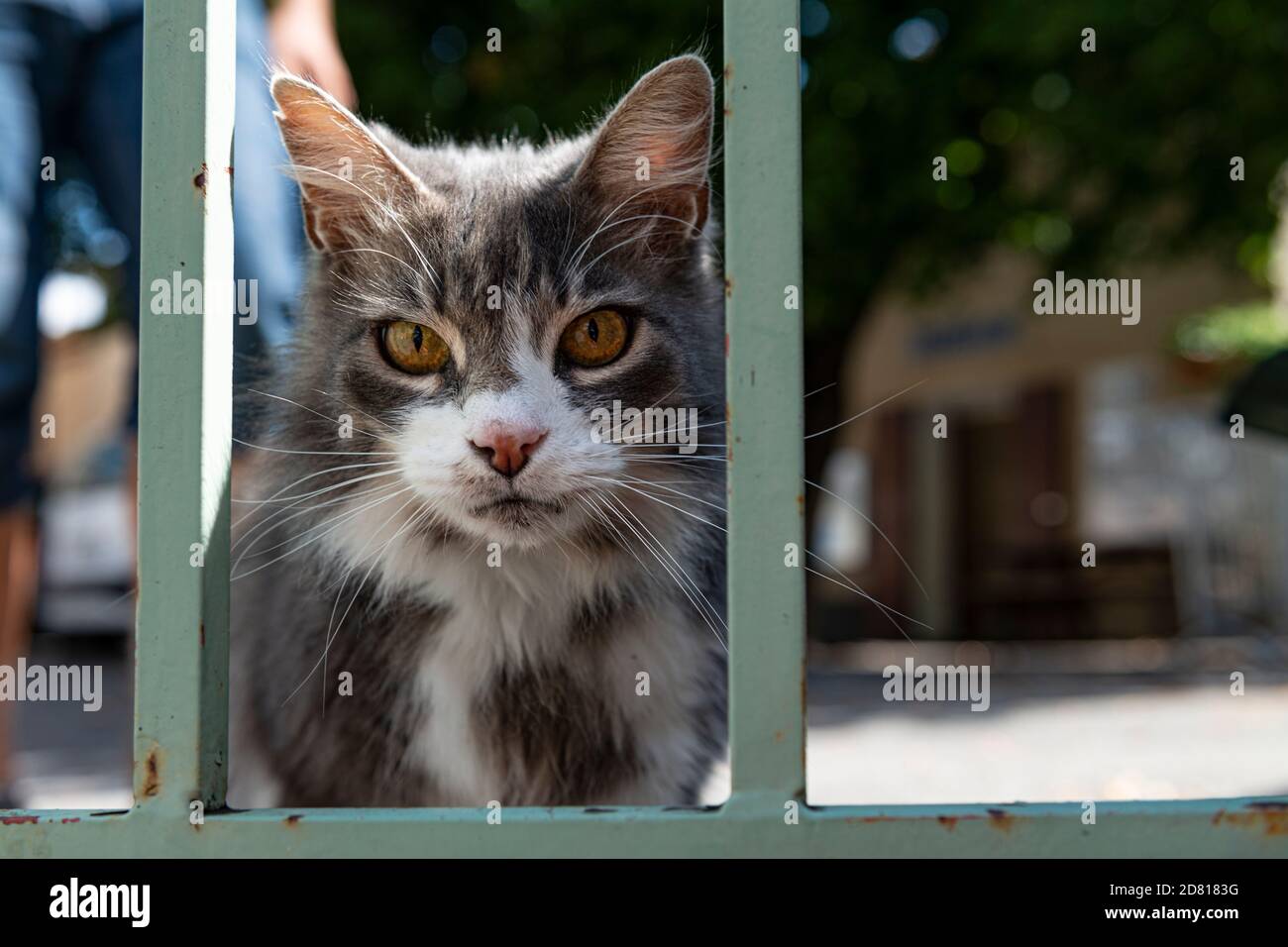 Poor homeless cat in the metal cage. Animals on the streets Stock Photo ...