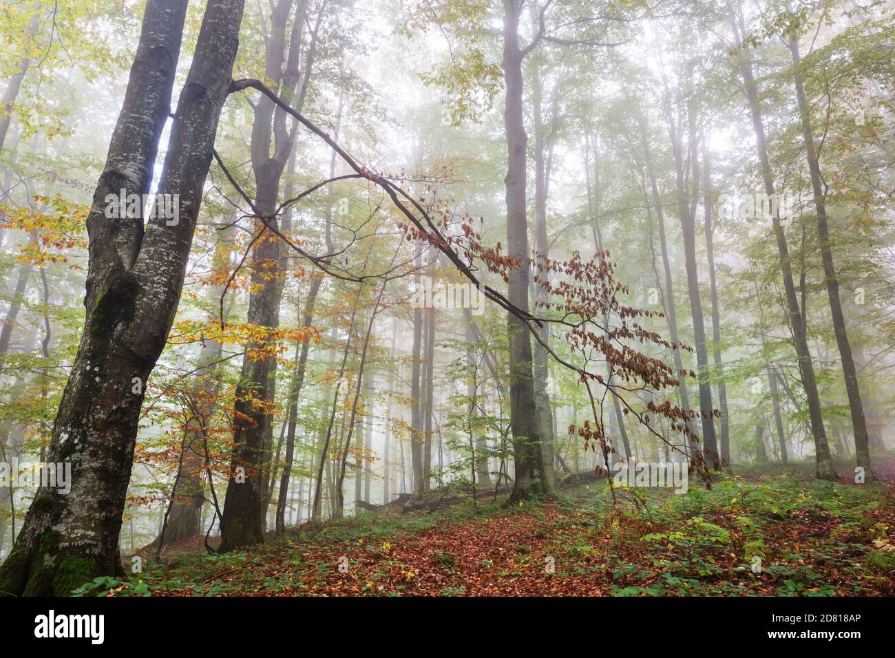 Landscapes misty hi-res stock photography and images - Alamy