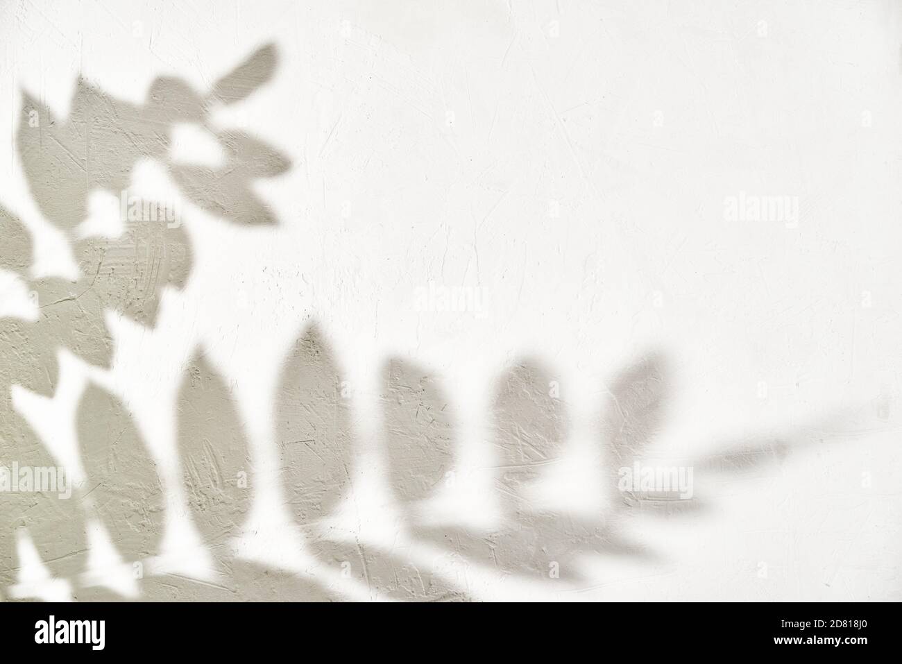 Leaf shadow on white background. Creative abstract background. Nature ...