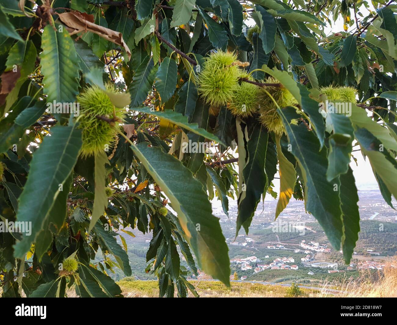 Castanea sativa tree with fruit Stock Photo - Alamy