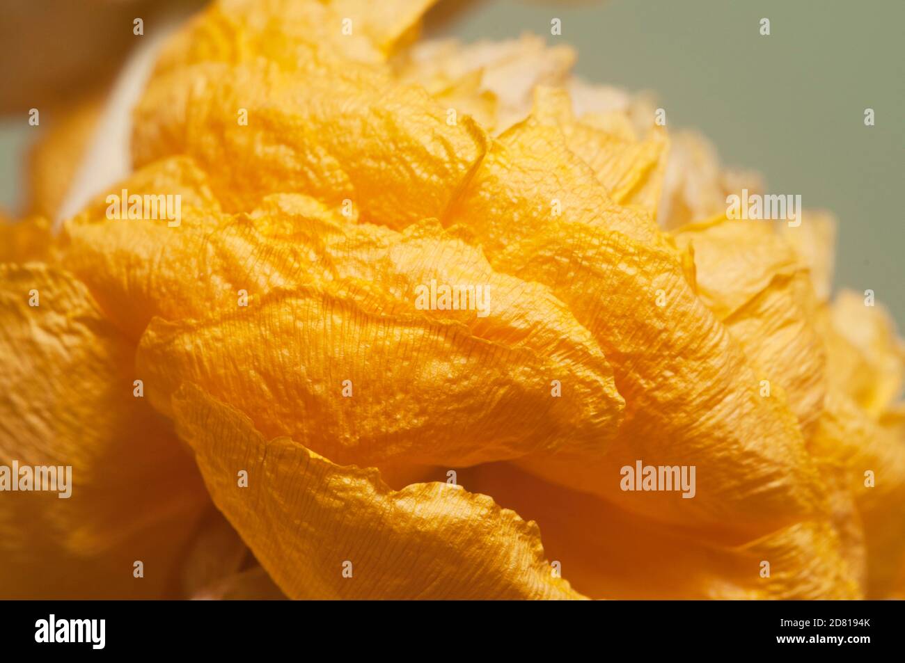 Dry Ranunculus flower, close up shot, local focus Stock Photo - Alamy