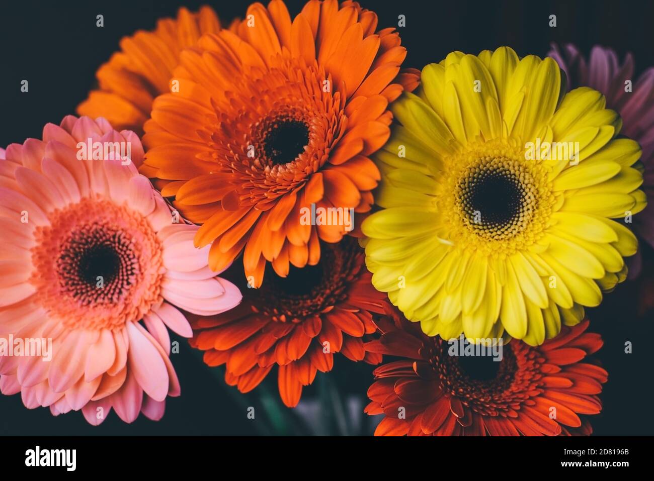 Bouquet of gerberas of different colors on a black background Stock ...