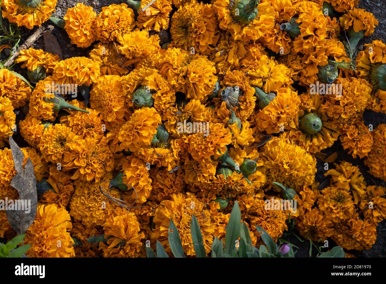 Cempasuchil flowers hi-res stock photography and images - Alamy