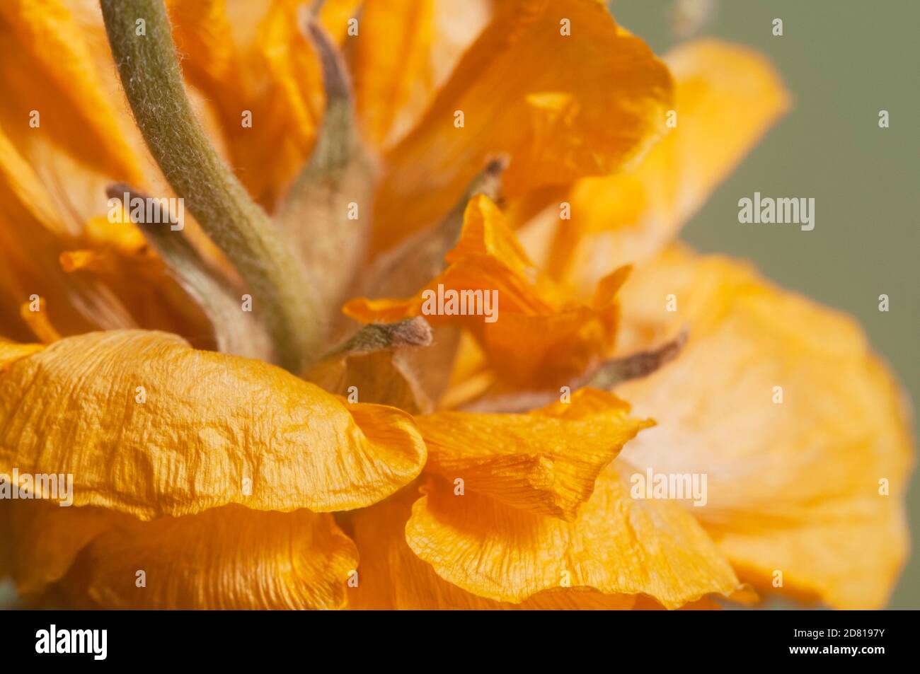 Dry Ranunculus flower, close up shot, local focus Stock Photo - Alamy