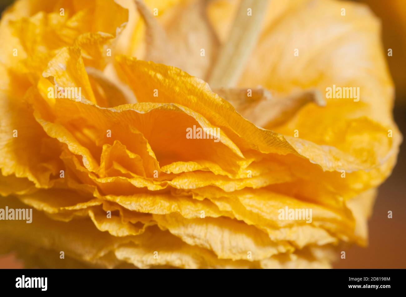 Dry Ranunculus flower, close up shot, local focus Stock Photo - Alamy