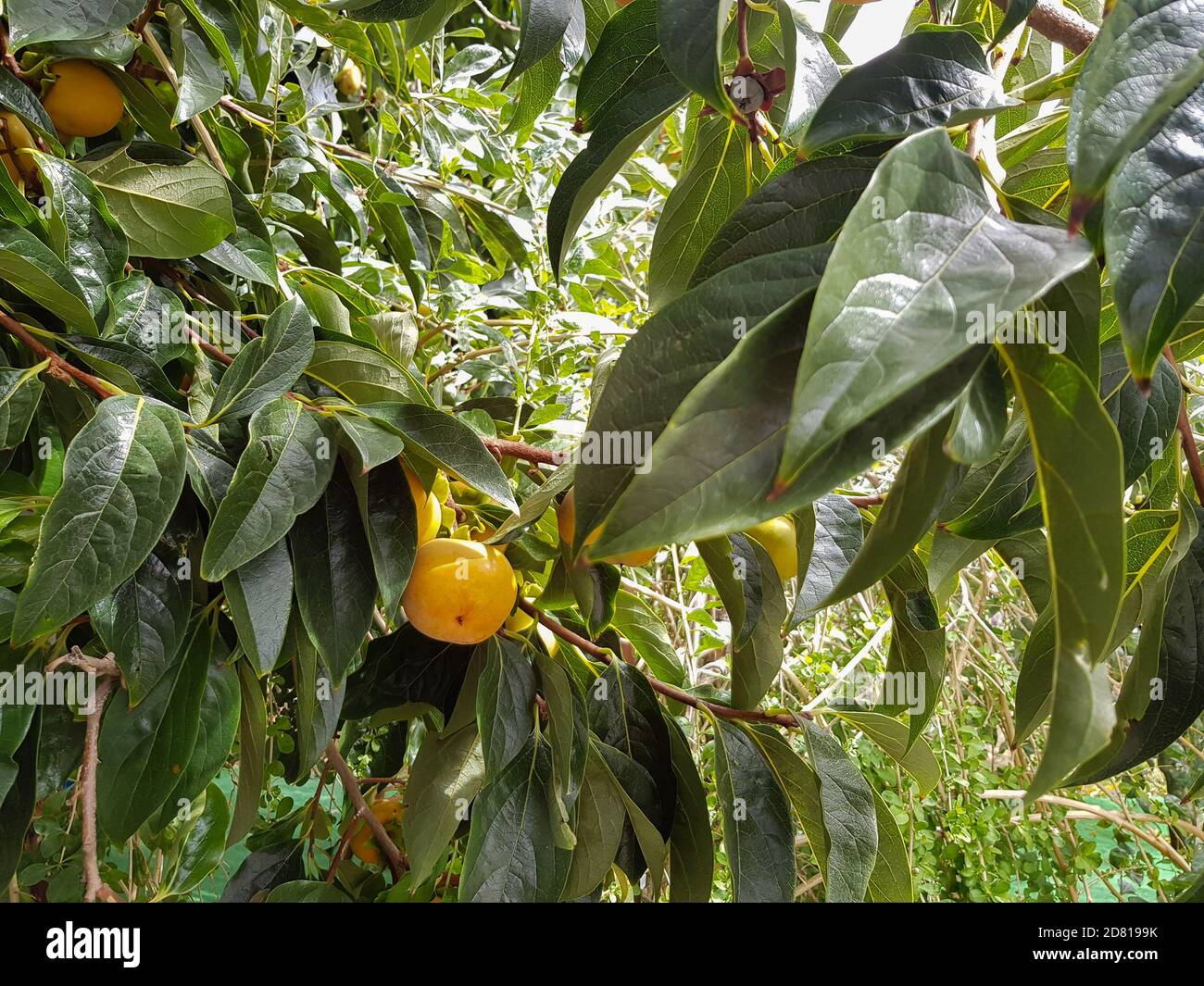 Persimmon tree with green leaves and persimmons Stock Photo - Alamy