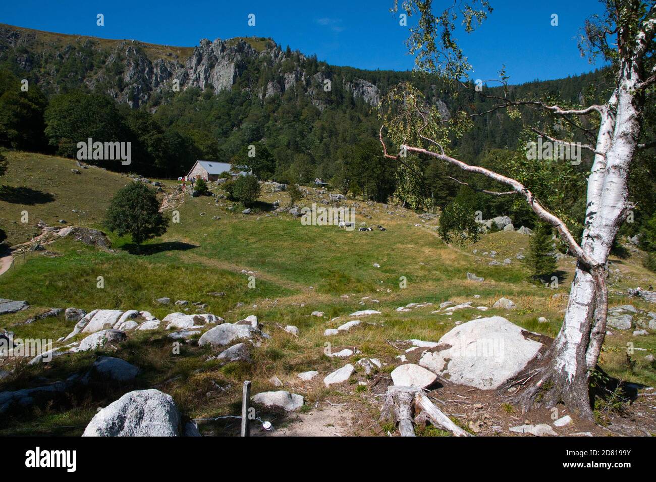 beautiful vosges mountains in alsace in france Stock Photo - Alamy