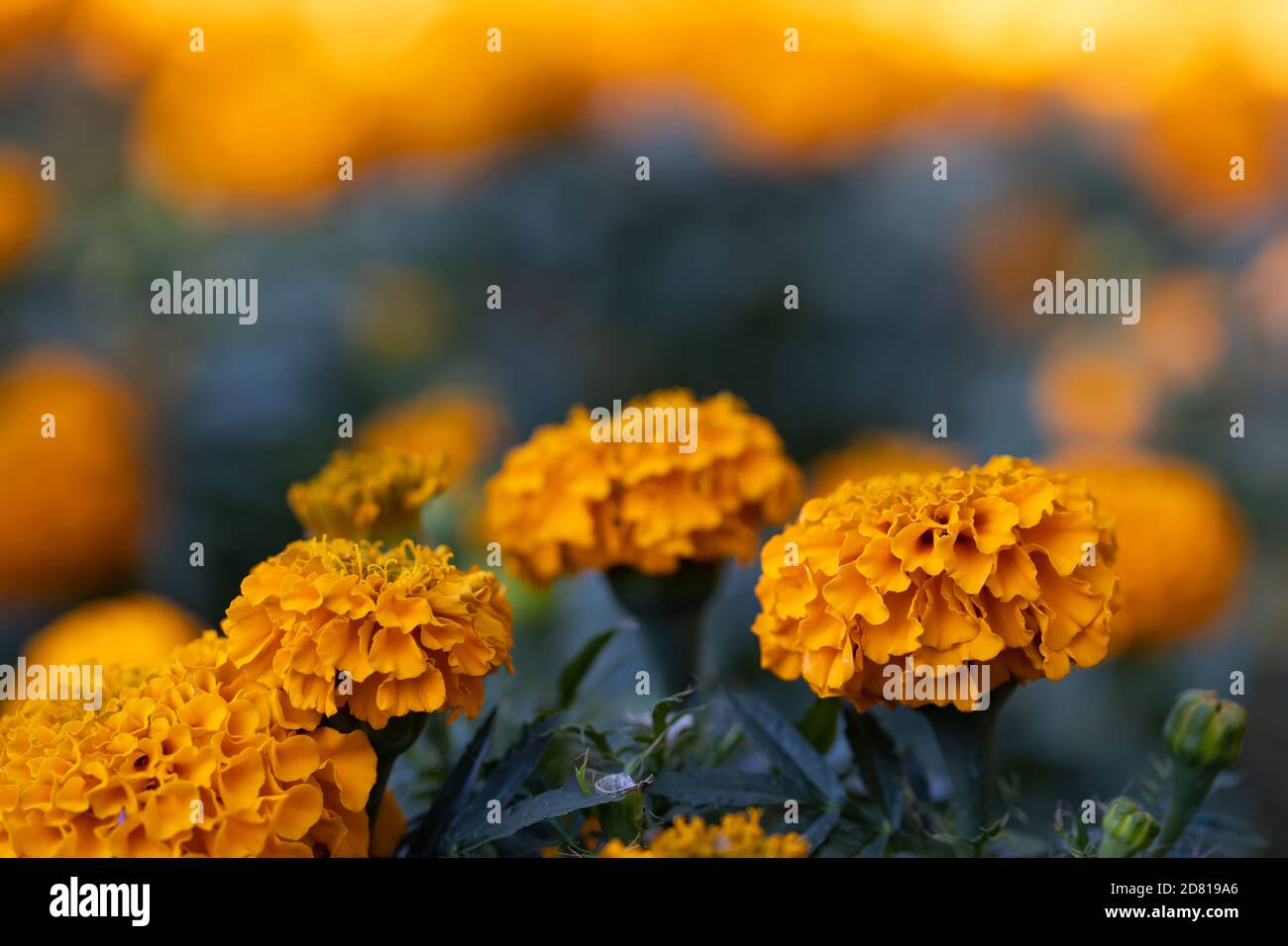 Cempasuchil flowers hi-res stock photography and images - Alamy
