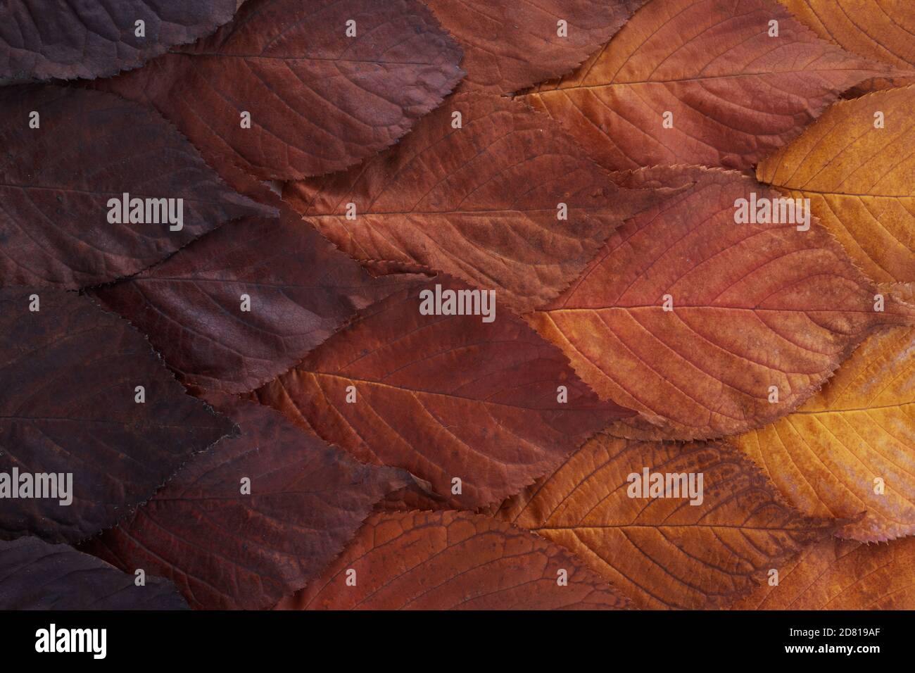 Autumn leaves gradient background. Top view Stock Photo - Alamy