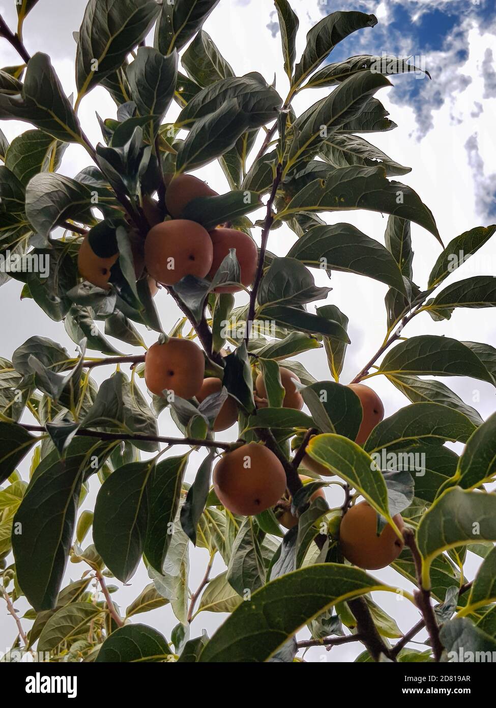 Diospyros kaki tree with green leaves and persimmons Stock Photo - Alamy
