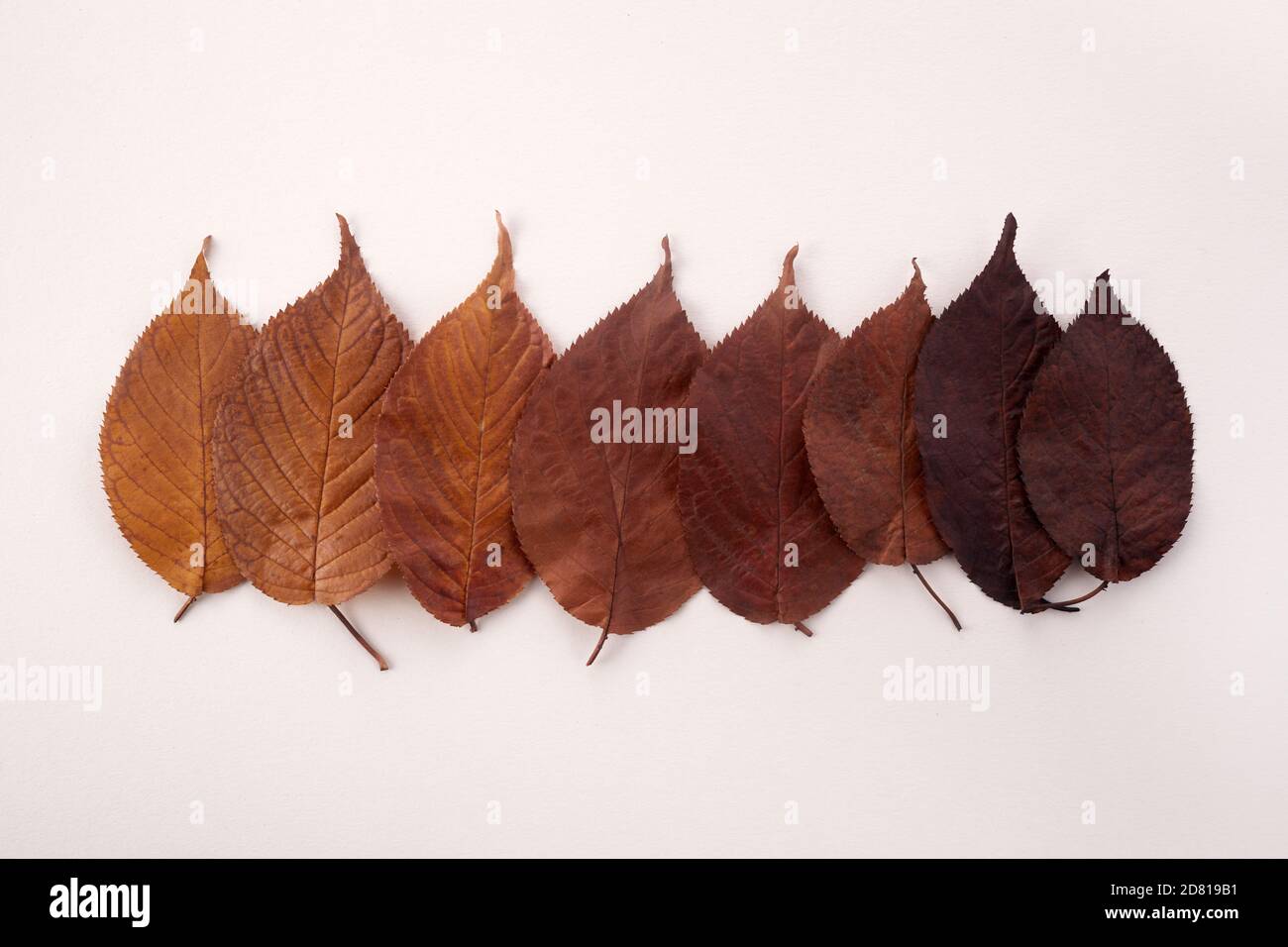 Autumn leaves gradient background. Top view Stock Photo - Alamy