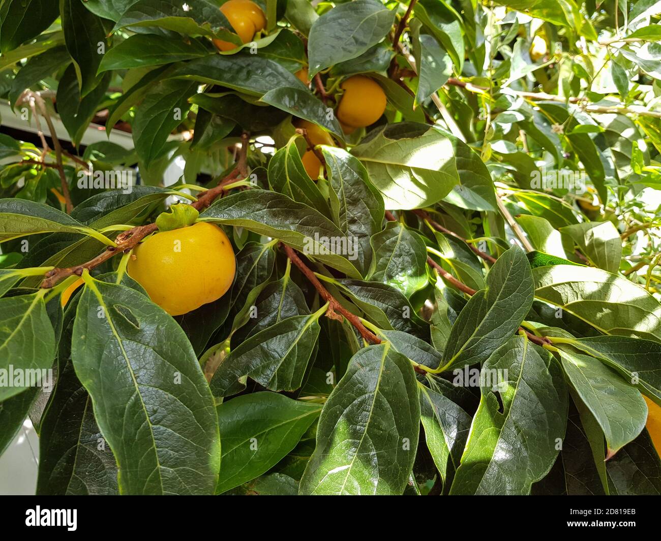 Diospyros kaki tree with green leaves and persimmons Stock Photo - Alamy