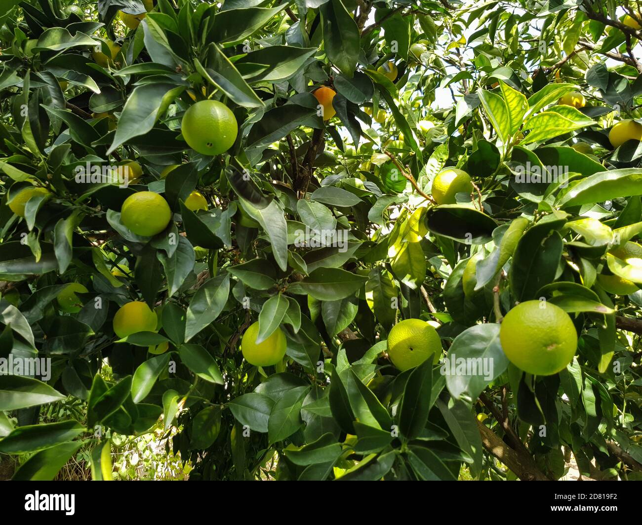 Citrus sinensis tree with green oranges Stock Photo - Alamy