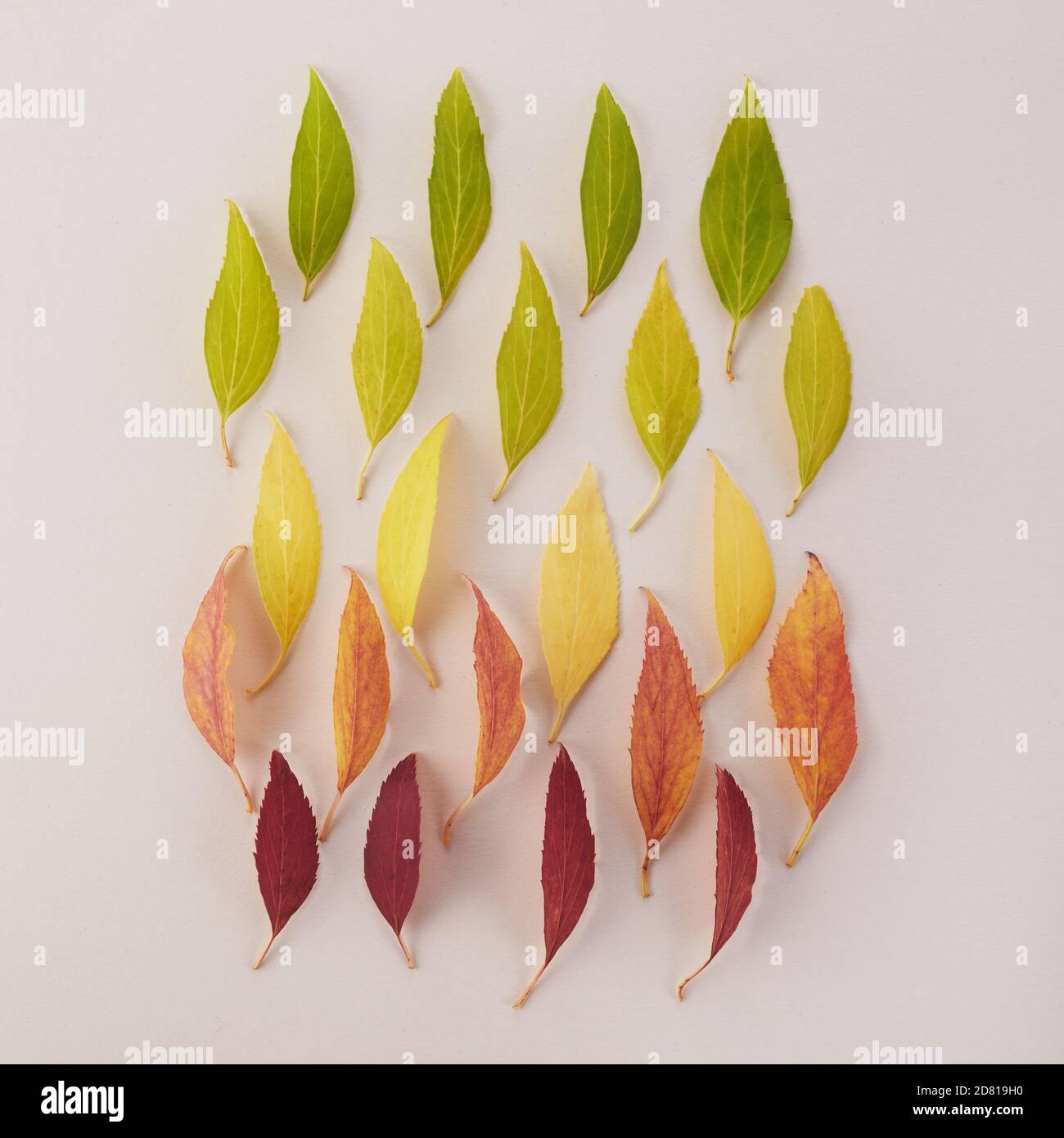 Autumn leaves rainbow color gradient. Autumn season change concept ...