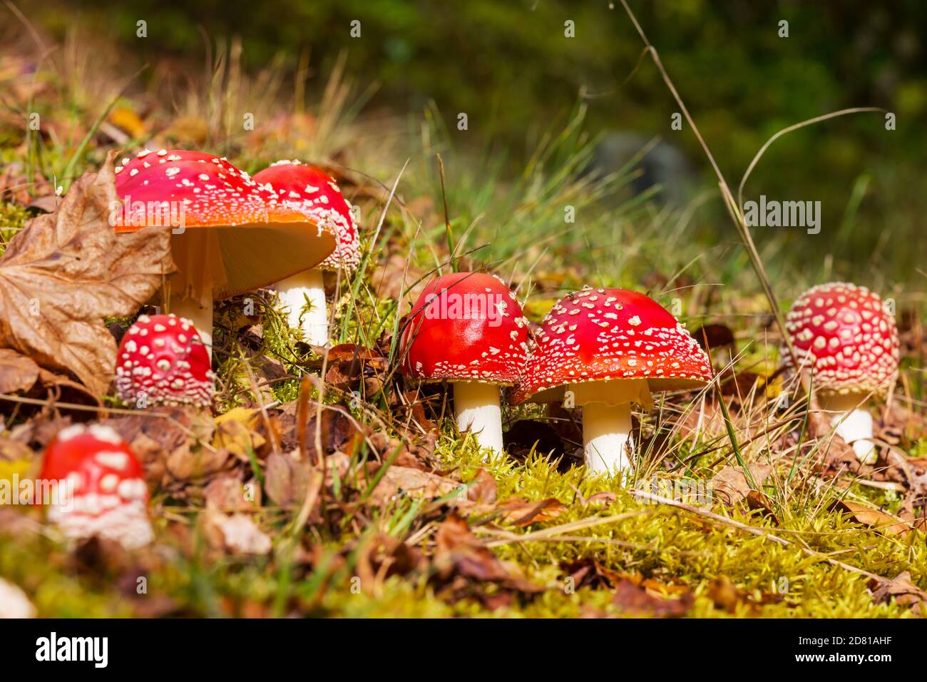 spotted toadstools in autumn season Stock Photo - Alamy