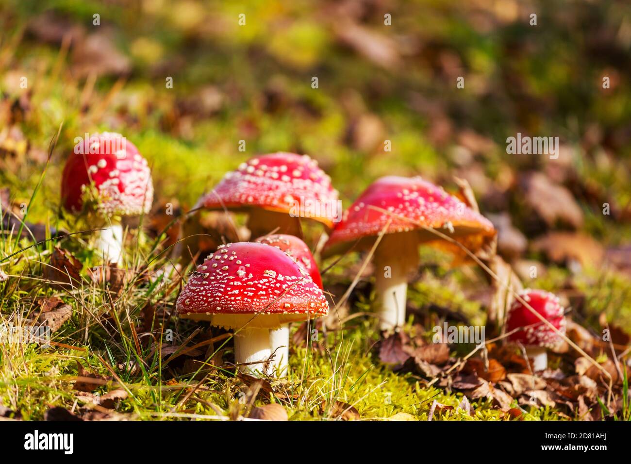 Spotted toadstools hi-res stock photography and images - Alamy
