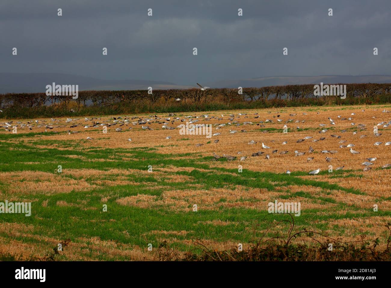 A large field filled with a mixture of birds feeding on the spilt corn ...