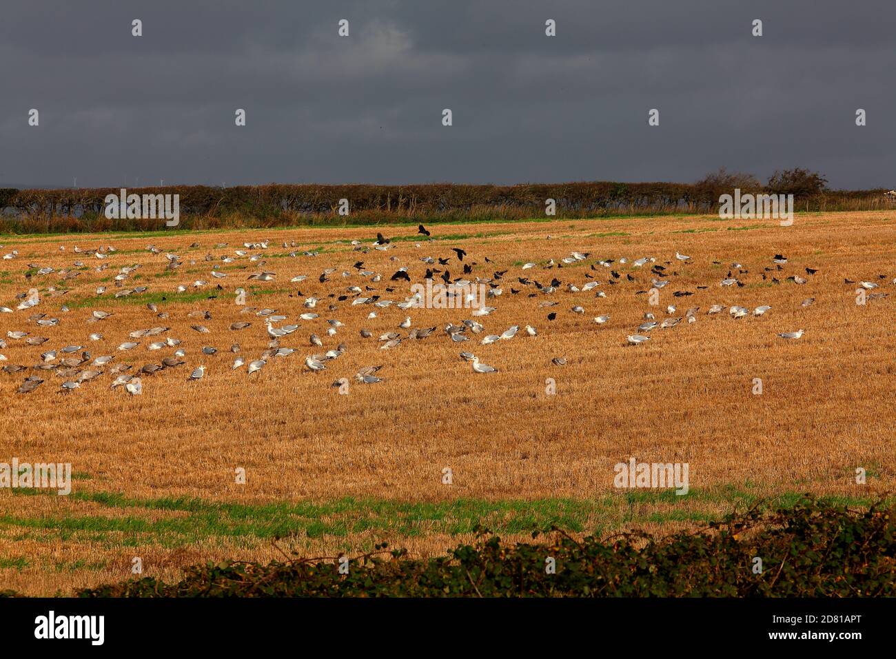 A large field filled with a mixture of birds feeding on the spilt corn ...
