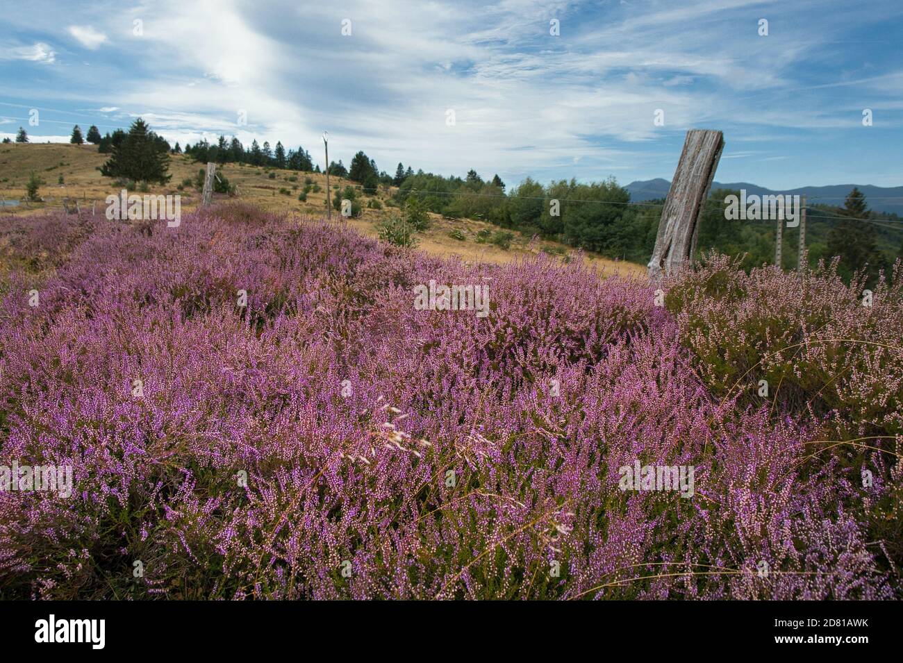 beautiful vosges mountains in alsace in france Stock Photo - Alamy