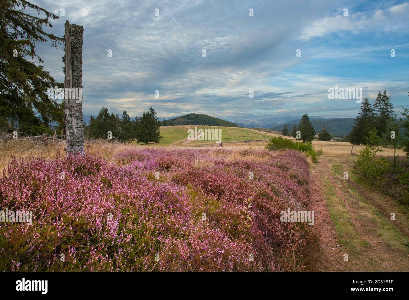 beautiful vosges mountains in alsace in france Stock Photo - Alamy