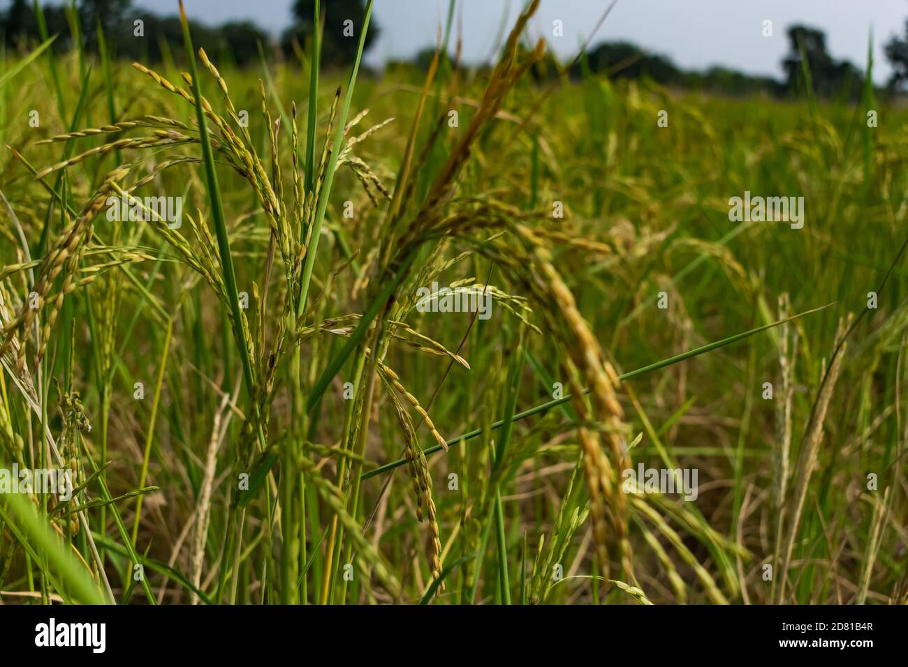 Indian paddy farm close view looking awesome before harvesting Stock ...