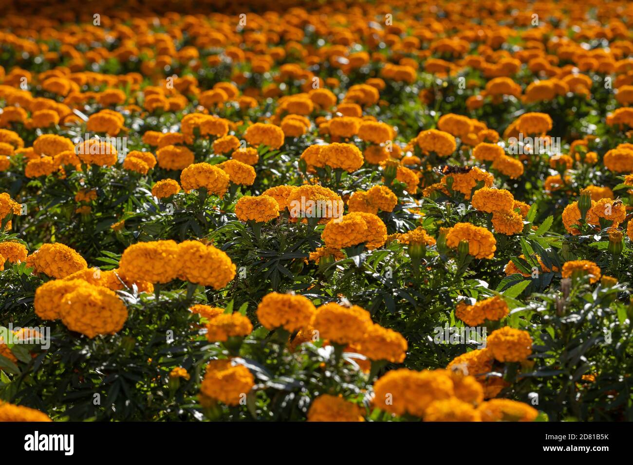 Field of cempasuchil flowers hi-res stock photography and images - Alamy