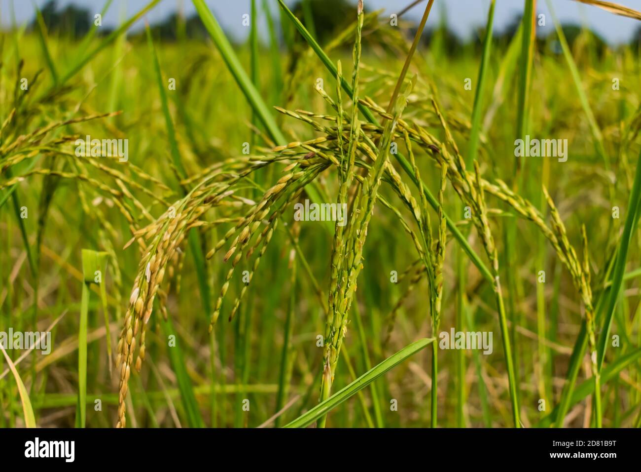 Indian paddy farm close view looking awesome before harvesting Stock ...
