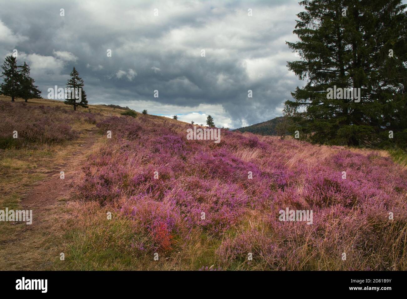 beautiful vosges mountains in alsace in france Stock Photo - Alamy